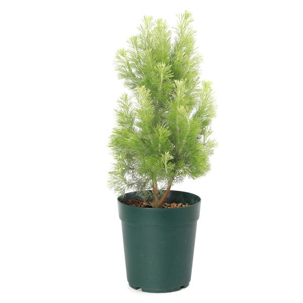 ガーデニング　花　苗　鉢花　花木　_gardening　オーストラリア　フトモモ　常緑小低木　耐寒性　 Adenanthos sericeus　アデナントス セリケウス　ヤマモガシ科プロテア属　半耐寒性常緑低木　育て方　育成方法　栽培方法　...