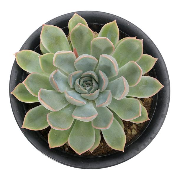 （観葉植物）　_gardening　_hachu　_kame　ガーデニング　多肉植物　エケベリア　Echeveria　観葉植物　苗　鉢植え　ポット　徒長　種類　品種　植え替え　増やし方　管理　水やり　花　実生　葉挿し　管理方法　'Jasir...