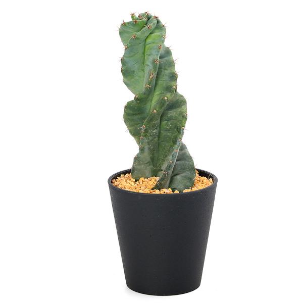 _interior　（観葉植物）　_gardening　_kame　_hachu　ガーデニング　サボテン植物　opuntia_series　blackpot_series　柱サボテン　接木　台木　ビバリウム　アクアテラリウム　パルダリウム　...