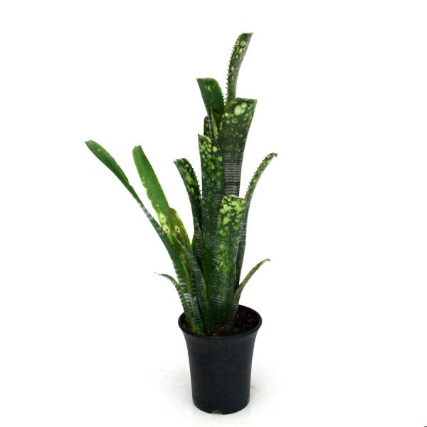観葉植物　園芸　ガーデニング　ビバリウム　アクアテラリウム　パルダリウム　両爬向き植物　パイナップル科　ブロメリア　タンクブロメリア　着生植物　ネオレゲリアシリーズ　育て方　育成方法　栽培方法　ブラジル　ブロメリア科　Ｂｉｌｌｂｅｒｇｉａ　...