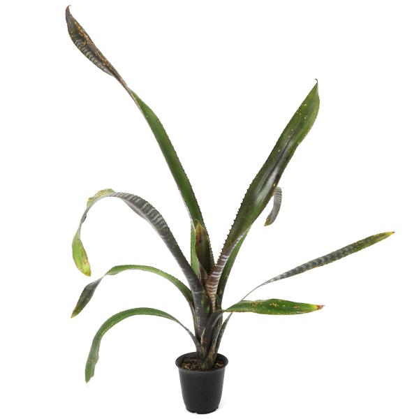 観葉植物　園芸　ガーデニング　ビバリウム　アクアテラリウム　パルダリウム　両爬向き植物　パイナップル科　ブロメリア　タンクブロメリア　着生植物　ネオレゲリアシリーズ　育て方　育成方法　栽培方法　ブラジル　ブロメリア科　ビルベルギア　オビワン...