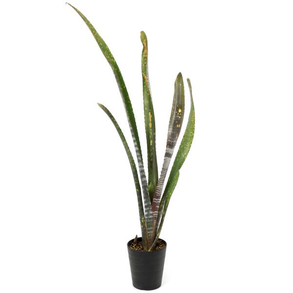 観葉植物　園芸　ガーデニング　ビバリウム　アクアテラリウム　パルダリウム　両爬向き植物　パイナップル科　ブロメリア　タンクブロメリア　着生植物　ネオレゲリアシリーズ　育て方　育成方法　栽培方法　ブラジル　ブロメリア科　ビルベルギア　オビワン...