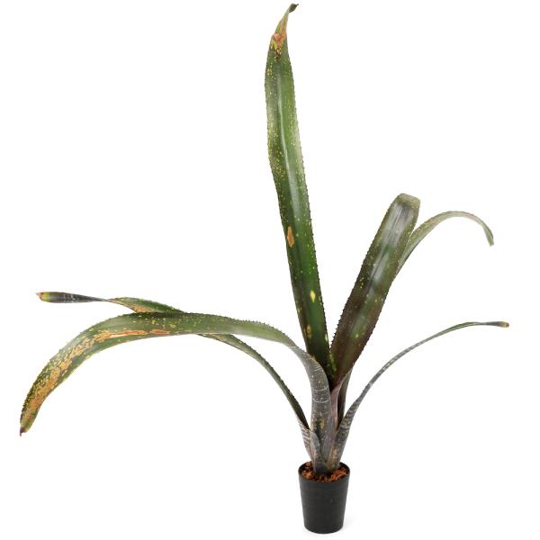 観葉植物　園芸　ガーデニング　ビバリウム　アクアテラリウム　パルダリウム　両爬向き植物　パイナップル科　ブロメリア　タンクブロメリア　着生植物　ネオレゲリアシリーズ　育て方　育成方法　栽培方法　ブラジル　ブロメリア科　ビルベルギア　オビワン...