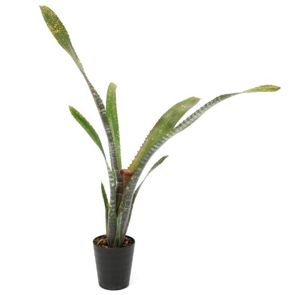 観葉植物　園芸　ガーデニング　ビバリウム　アクアテラリウム　パルダリウム　両爬向き植物　パイナップル科　ブロメリア　タンクブロメリア　着生植物　ネオレゲリアシリーズ　育て方　育成方法　栽培方法　ブラジル　ブロメリア科　ビルベルギア　オビワン...