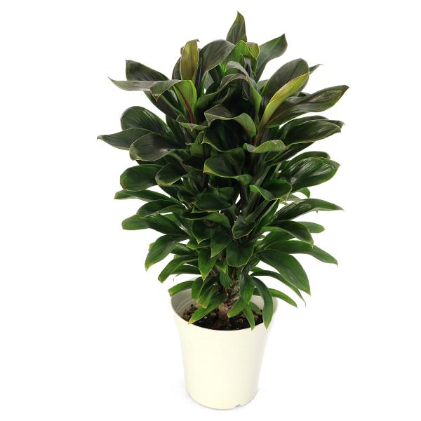 観葉植物　ガーデニング　ビバリウム　アクアテラリウム　パルダリウム　リュウゼツラン科　キジカクシ科　ナギイカダ科　コルジリネ　コルディリーネ　千年木　センネンボク　グッドラックプランツ　育て方　育成方法　栽培方法　2025tuuki　ｙ25...