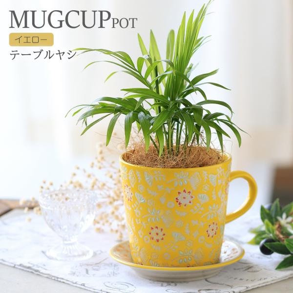 観葉植物　ガーデニング　ダイス陶器鉢植えシリーズ　陶器鉢植えシリーズ　植物　植物生体　ガーデニング生体　toukibachikannyou_series　20160413　ＴＫ　pottery_plant_series　育て方　育成方法　栽...