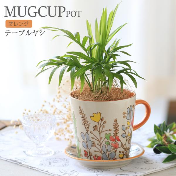 観葉植物　ガーデニング　ダイス陶器鉢植えシリーズ　陶器鉢植えシリーズ　植物　植物生体　ガーデニング生体　toukibachikannyou_series　20160413　ＴＫ　pottery_plant_series　育て方　育成方法　栽...