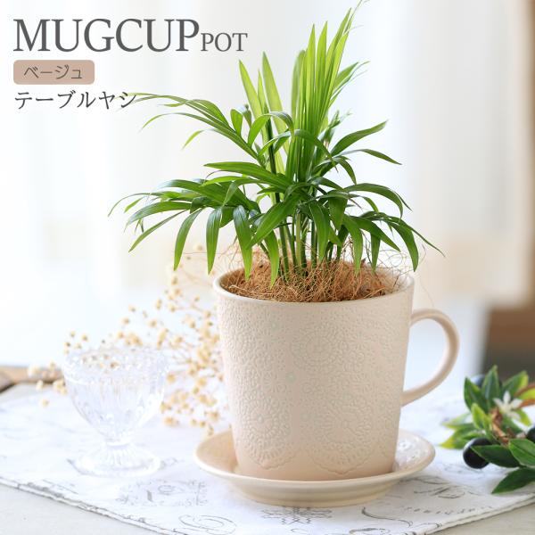 観葉植物　ガーデニング　ダイス陶器鉢植えシリーズ　陶器鉢植えシリーズ　植物　植物生体　ガーデニング生体　toukibachikannyou_series　20160413　ＴＫ　pottery_plant_series　育て方　育成方法　栽...