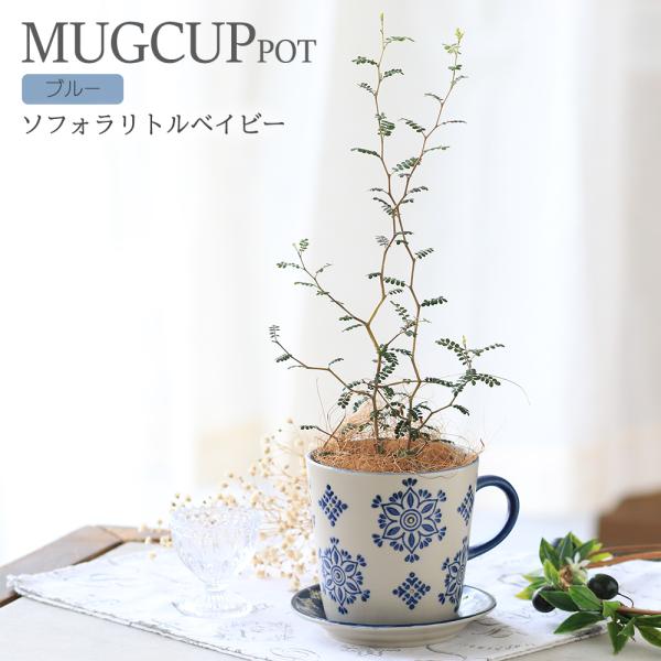 ガーデニング　観葉植物　陶器鉢植えシリーズ　植物　植物生体　ガーデニング生体　幸福　樹　toukibachikannyou_series　pottery_plant_series　育て方　育成方法　栽培方法　toukibachiue_dic...
