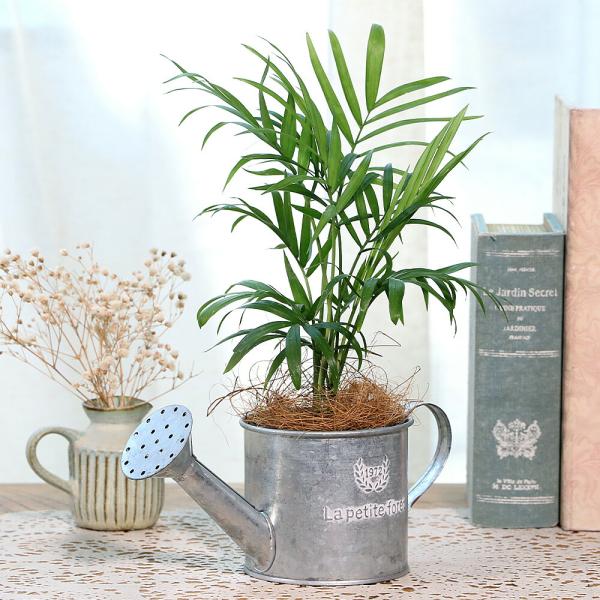 観葉植物　ガーデニング　植物　植物生体　ガーデニング生体　育て方　育成方法　栽培方法　creategardening　Chamaedoreo　elegans　ヤシ科　カマエドレア属　常緑低木　メキシコ　グアテマラ　中南米　カマエドレア　チャ...