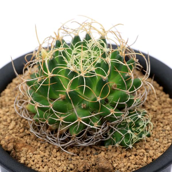 サボテン　マミラリア　狂刺琴糸丸　Ｍａｍｍｉｌｌａｒｉａ　ｃａｍｐｔｏｔｒｉｃｈａ　キョウシキンシマル　rknd　2025tuuki　ｙ25ｍ08　toukihassouhuka