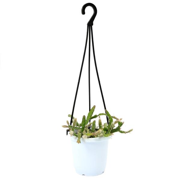 リプサリス　Ｌ．クルシフォルメ　Ｌｅｐｉｓｍｉｕｍ　ｃｒｕｃｉｆｏｒｍｅ　森林性サボテン　吊り鉢　観葉植物　育て方　rknd　2025tuuki　ｙ25ｍ08　toukihassouhuka