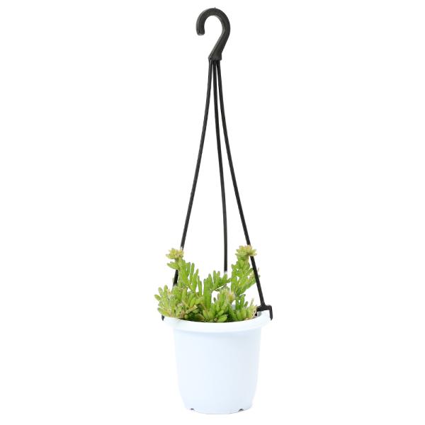 リプサリス　メセンブリアンテモイデス　Ｒｈｉｐｓａｌｉｓ　ｍｅｓｅｍｂｒｙａｎｔｈｅｍｏｉｄｅｓ　サボテン科　リプサリス属　観葉植物　吊り鉢　育て方　rknd　2025tuuki　ｙ25ｍ08　toukihassouhuka