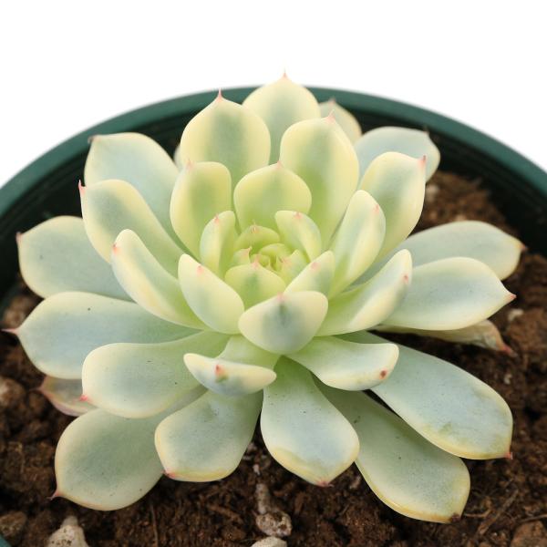 育て方　育成方法　栽培方法　エケベリア　ピンクミニマ錦　Ｅｃｈｅｖｅｒｉａ　Ｐｉｎｋ　Ｍｉｎｉｍａ　Ｖａｒｉｅｇａｔｅｄ　ベンケイソウ科　エケベリア属　多肉植物　覆輪斑　３号鉢　2025tuuki　kisa　y25m08　toukihass...