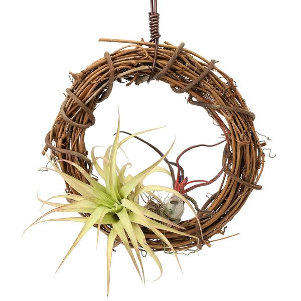 _gardening　観葉　ガーデニング　ビバリウム　アクアテラリウム　パルダリウム　水草　virgin_cork_green　corkitem_flower_series　植物　植物生体　ガーデニング生体　vivarium_plant_s...