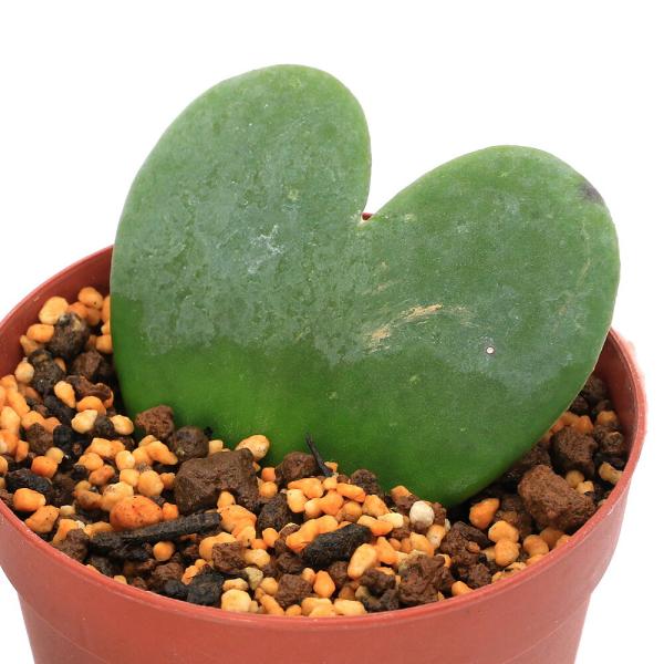 _gardening　観葉植物　園芸　ガーデニング　多肉植物　ビバリウム　アクアテラリウム　パルダリウム　両爬向き植物　ガガイモ科　つる性　蔓性　サクララン属　ホヤ属　桜蘭　Hoya　kerrii　シャムサクララン　ラブハート　ラブラブハー...