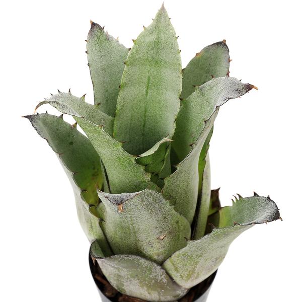 （観葉植物）　観葉植物　_gardening　_hachu　園芸　ガーデニング　ビバリウム　アクアテラリウム　パルダリウム　パイナップル科　ブロメリア　タンクブロメリア　着生植物　Ｈｏｈｅｎｂｅｒｇｉａ　ブロメリア科ホヘンベルギア属　ホヘン...