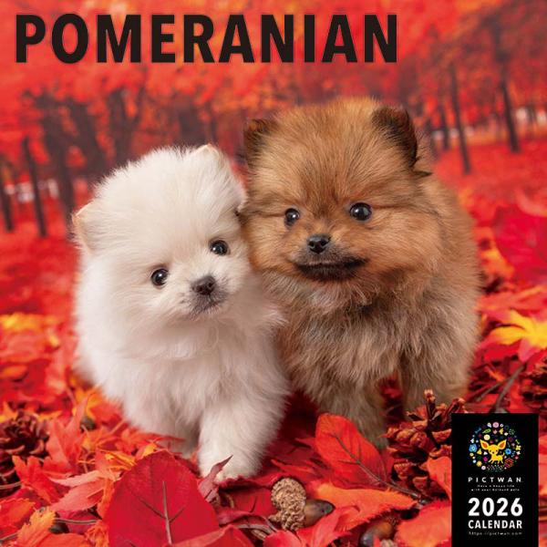 メーカー：インターズー ２０２６年　壁掛けカレンダー　ＰＩＣＴＷＡＮ　ポメラニアン　カレンダー　犬　4589860481960　20250815　y25m09　ktym　カレンダー　ポメラニアン　可愛い　犬　写真　カラフル　花　植物　インパ...