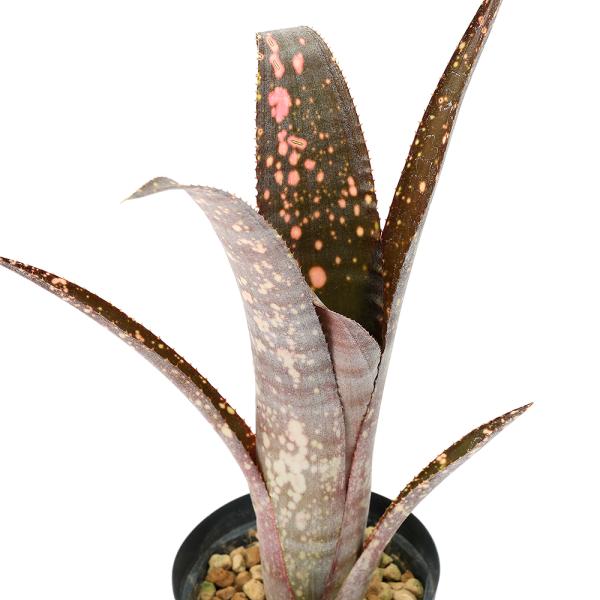 paludariumplants　パルダリウム　テラリウム　観葉植物　アナナス　パイナップル科　レア　珍しい　ブロメリア　タンクブロメリア　着生植物　ブロメリア科　ネオレゲリア属　ネオレゲリア　レッドクローン　Ｎｅｏｒｅｇｅｌｉａ　tank...