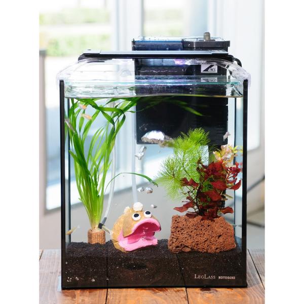 メーカー：用品+生体植物セット コトブキ工芸　水槽セット　レグラス　Ｆ−２５０ＳＨ／Ｂ　ＬＥＤセットＺ３０　小型水槽　熱帯魚　金魚　メダカ　水槽　メダカ水槽　コトブキ　レグラス　寿　KOTOBUKI　スターターセット　スタートセット　飼育セ...