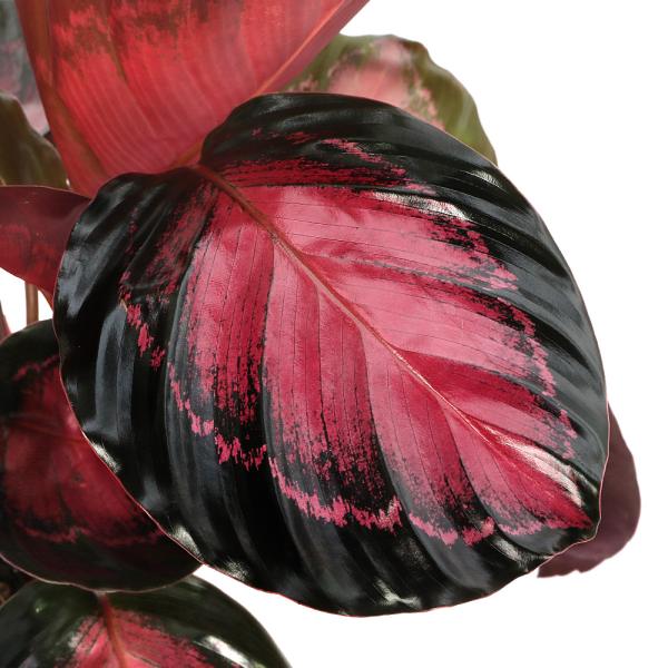 観葉植物　園芸　ガーデニング クズウコン科　カラテア属　育て方　育成方法　栽培方法　 カラテア　ピクツラータクリムゾン　Ｃａｌａｔｈｅａ　ｐｉｃｔｕｒａｔａ　Ｃｒｉｍｓｏｎ　クズウコン科カラテア属　観葉植物　ブラジル　rknd　2025tu...