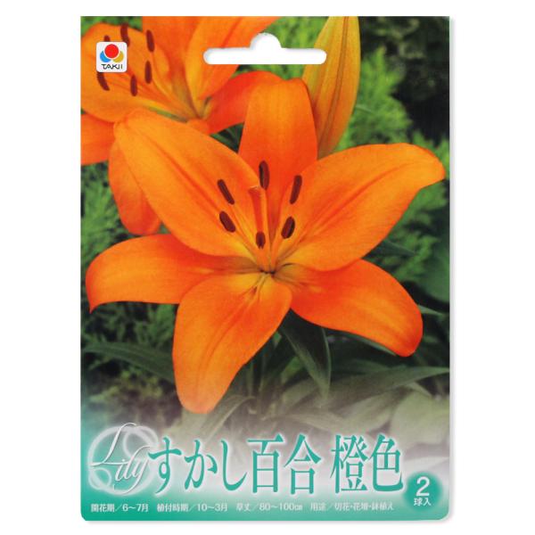 メーカー：サカタのタネ （観葉植物）　_gardening　ガーデニング　花　球根　サカタのタネ　植物　植物生体　ガーデニング生体　育て方　育成方法　栽培方法　百合　ユリ　球根　すかし百合　橙色　ｙ25ｍ09　2025tuuki　shour...