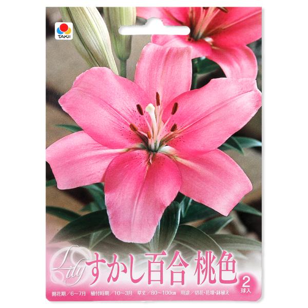 メーカー：サカタのタネ （観葉植物）　_gardening　ガーデニング　花　球根　サカタのタネ　植物　植物生体　ガーデニング生体　育て方　育成方法　栽培方法　観葉植物　百合　ユリ　すかし百合　桃色　2球ｙ25ｍ09　2025tuuki　s...
