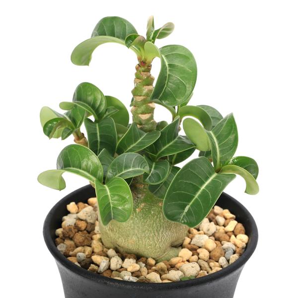 アデニウム　ハイブリッド　メデューサ　Ａｄｅｎｉｕｍ　ｈｙｂｒｉｄ　Ｍｅｄｕｓａ　サバクノバラ　キョウチクトウ科　アデニウム属　多肉植物　育て方　rknd　2025tuuki　y25m11　toukihassouhuka　hassouhuka2