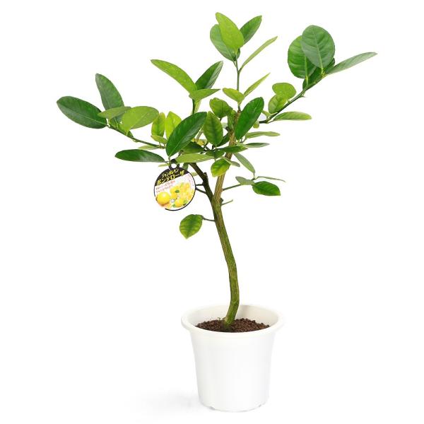 メーカー：カネコ種苗 大実レモン　ポンテローザ　Ｃｉｔｒｕｓ × ｐｙｒｉｆｏｒｍｉｓ　ミカン科ミカン属　常緑低木　アメリカ　プラスチック鉢 cno y25m10 2025tuuki　toukihassouhuka