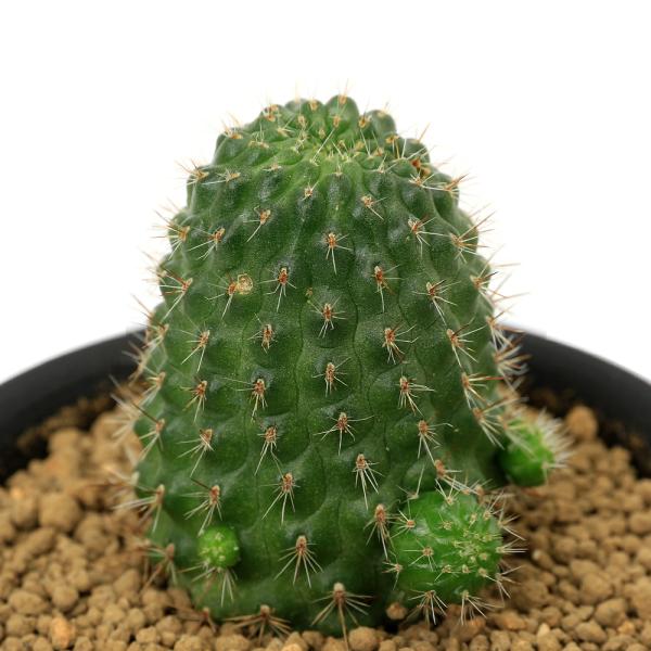 観葉植物　ガーデニング　サボテン　レブチア　グラシリフロラ　Ｒｅｂｕｔｉａ　ｇｒａｃｉｌｉｆｌｏｒａ　サボテン　多肉植物　ボリビア　育て方　育成方法　栽培方法　多肉　多肉植物　カクタス　シャボテン　仙人掌　rknd　y24m12　2025t...