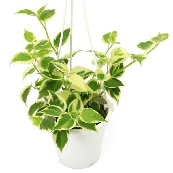 ペペロミア　セルペンス　吊り鉢　観葉植物　室内緑化　インテリアグリーン　ハンギングプランツ　コショウ科　ペペロミア属　熱帯植物　常緑多年草　小型植物　育てやすい　初心者向け　葉がかわいい　白斑入り　バリエガータ　おしゃれ鉢　黒吊り鉢　ナチュ...