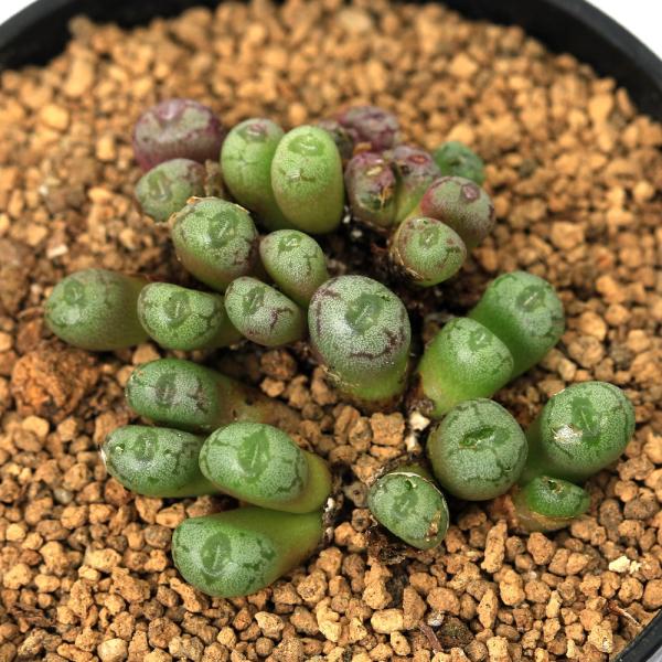 （観葉植物）　_kame　_hachu　ガーデニング　サボテン・多肉植物植物　メセン　コノフィッツム　コノフィツム　_gardening　育て方　育成方法　栽培方法　観葉植物　Ｃｏｎｏｐｈｙｔｕｍ　ｆｌａｖｕｍ　黄金玉　ハマミズナ科コノフィ...