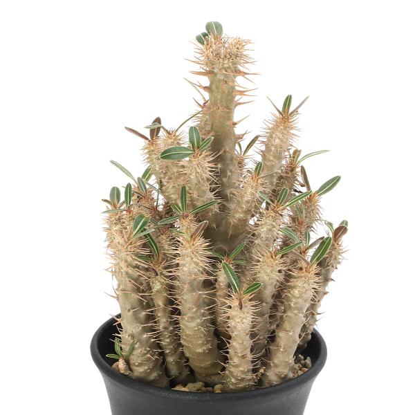 観葉植物　ガーデニング　多肉植物　コーデックス　マダガスカル植物シリーズ　ビザールプランツ　熱帯植物　塊根植物　カガイモ　コーデックスプランツ　tanikuplapot_series　tanikupot_series　bizarre_ser...