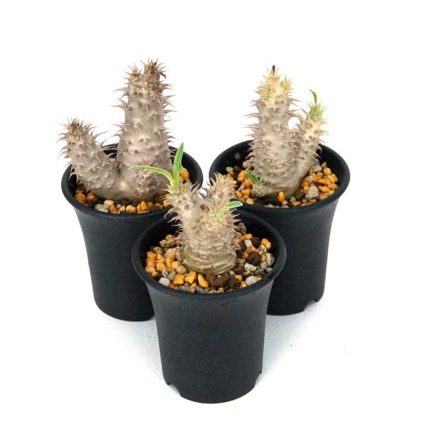 （観葉植物）ガーデニング　多肉植物　コーデックス　マダガスカル植物シリーズ　ビザールプランツ　熱帯植物　塊根植物　カガイモ　コーデックスプランツ　tanikuplapot_series　tanikupot_series　bizarre_se...