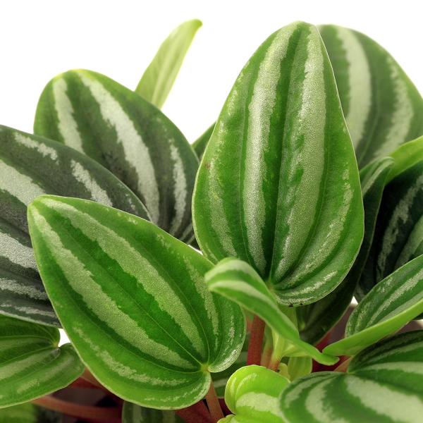 ペペロミア　ベルシャフェルティー　Ｐｅｐｅｒｏｍｉａ　ｖｅｒｓｃｈａｆｆｅｌｔｉｉ　ドワーフスイカペペロミア　観葉植物　コショウ科ペペロミア属　常緑多年草　４号鉢　cno y25m10 2025tuuki　toukihassouhuka