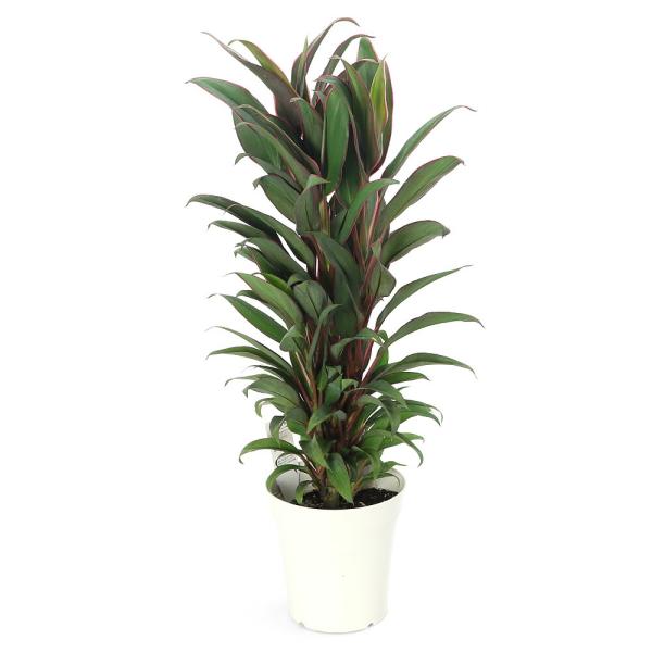 コルディリネ　レッドエッジ　Ｃｏｒｄｙｌｉｎｅ　ｆｒｕｔｉｃｏｓａ　観葉植物　常緑低木　インテリアグリーン cno y25m10 2025tuuki　toukihassouhuka