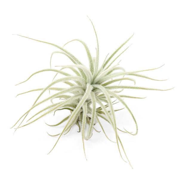 チランジア　テクトラム　カウレッセンス　Ｔｉｌｌａｎｄｓｉａ　ｔｅｃｔｏｒｕｍ　ｃａｕｌｅｓｃｅｎｓ　エアプランツ　Ｓサイズ　エアープランツ　rknd　2025tuuki　ｙ25ｍ10　toukihassouhuka