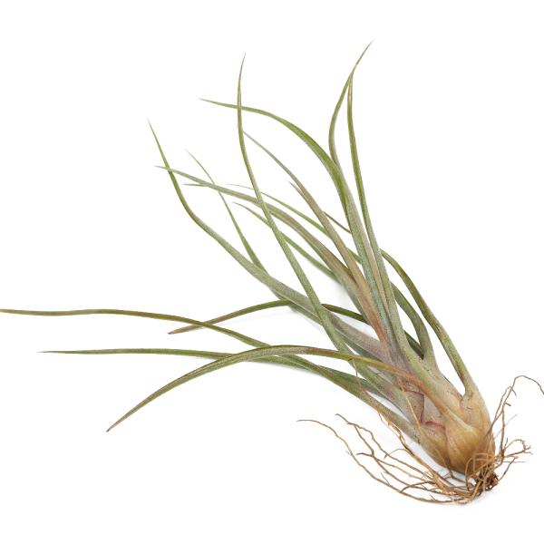チランジア　マリドフィタス　Ｔｉｌｌａｎｄｓｉａ　Ｍａｌｉ　Ｄｏｆｉｔａｓ　カプトメドゥーサ　ブルボーサ　エアプランツ　壺型　エアープランツ　rknd　2025tuuki　y25m10　toukihassouhuka