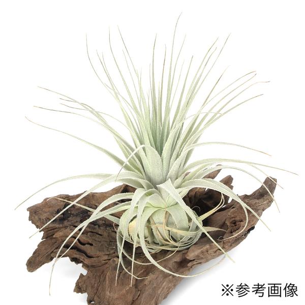 _gardening　_hachu　sfset　インテリア　インテリア・雑貨　ガーデニング　観葉植物　園芸　ビバリウム　アクアテラリウム　パルダリウム　両爬向き植物　パイナップル科　ハナアナナス属　着生植物　エアブロメリア　エアプランツ　テ...