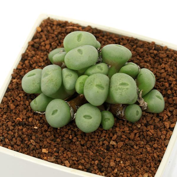 _kame　_hachu　ガーデニング　サボテン・多肉植物　メセン　コノフィッツム　コノフィツム　_gardening　Conophytum　'Wilhelmii'　玉型女仙　タマガタメセン　メセン類　女仙類　メセンの仲間　ハマミズナ科コノ...
