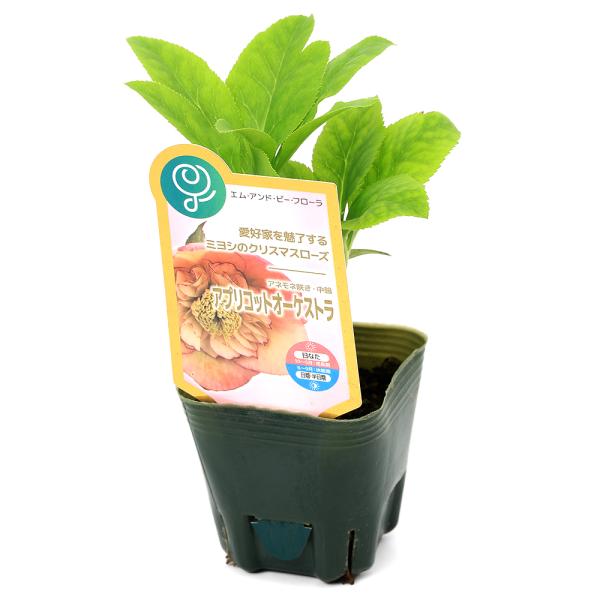 クリスマスローズ　アプリコットオーケストラ　Ｈｅｌｌｅｂｏｒｕｓ　×　ｈｙｂｒｉｄｕｓ　メリクロン苗　セミダブル　アネモネ咲き　rknd　2025tuuki　y25m10　toukihassouhuka