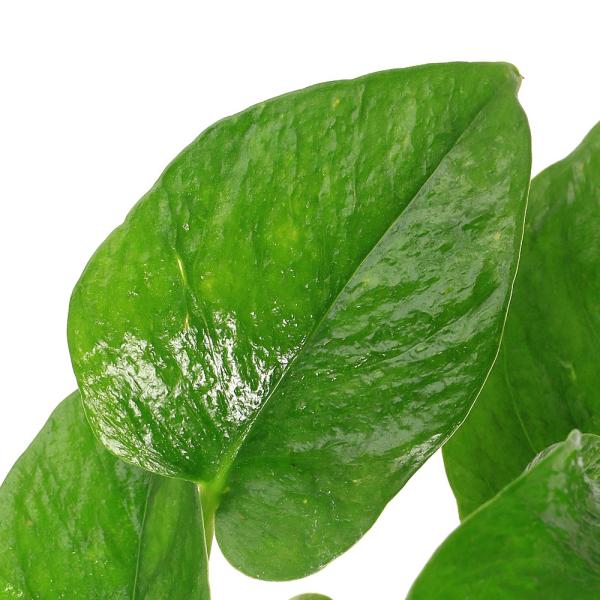 ポトス　テルノリンダ　Ｅｐｉｐｒｅｍｎｕｍ　ａｕｒｅｕｍ　観葉植物　３号鉢　ビニールポット　羅紗葉 cno y25m10 2025tuuki　toukihassouhuka