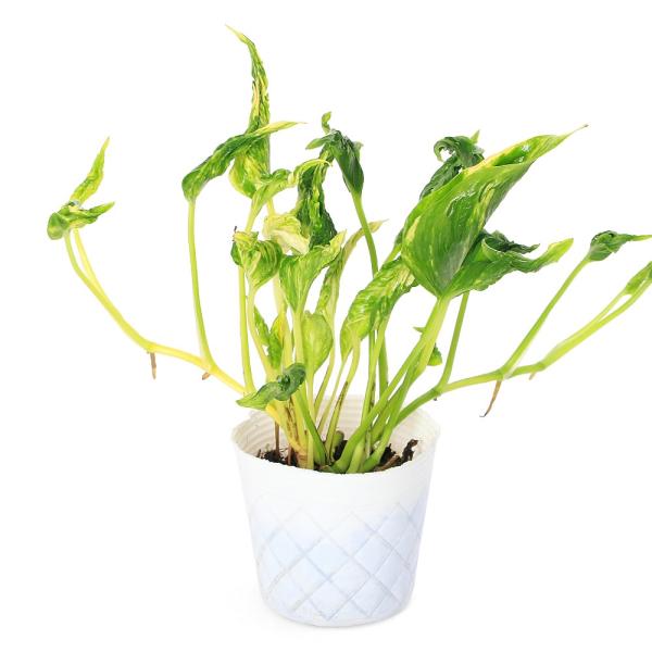 ポトス　テルノサンシャイン　Ｅｐｉｐｒｅｍｎｕｍ　ａｕｒｅｕｍ　観葉植物　改良品種　サトイモ科　エピプレムヌム属 cno y25m10 2025tuuki　toukihassouhuka