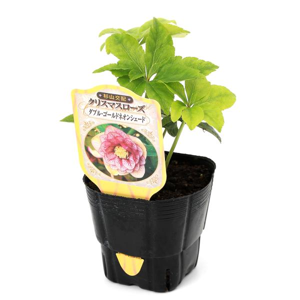 メーカー：■ _gardening　花　苗　鉢花　鉢植え　ポットクリスマスローズ　ダブルゴールドネオンシェード　Ｈｅｌｌｅｂｏｒｕｓ　杉山交配　キンポウゲ科ヘレボルス属 cno y25m10 2025tuuki　toukihassouhuk...