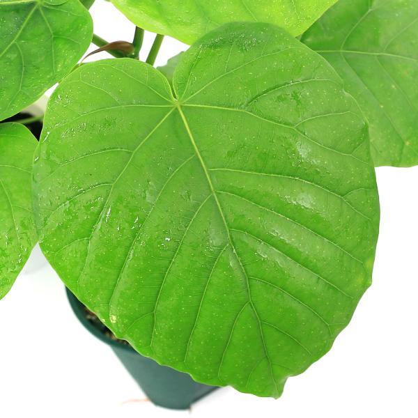 観葉　_hachu　_kame　_gardening　観葉植物　園芸　ガーデニング　ビバリウム　アクアテラリウム　パルダリウム　両爬向き植物　クワ科　イチジク属　Ficus　umbellata　フィカス　フィッカス　ウンベラータ　20140...