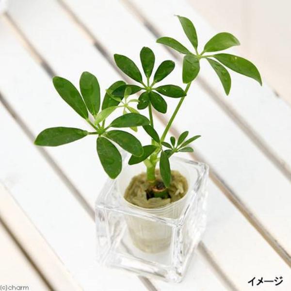 _hachu　_kame　観葉植物　ガーデニング　ウコギ科　フカノキ属　シェフレラ属　Schefflera　arboricola　‘Hong　Kong　compacta’　ヤドリフカノキ　香港カポック　ホンコンカポック　シェフレラシリーズ　...