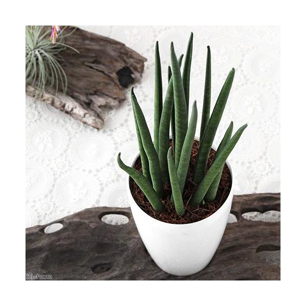 ガーデニング　観葉植物　サンスベリア　希少種　レア　流通量　少ない　レアサンスベリアsansevieria　20140730　HT　育て方　育成方法　栽培方法　サンセベリア　トラノオ　虎の尾　kaijyo　releaseplnt　空気浄化　...
