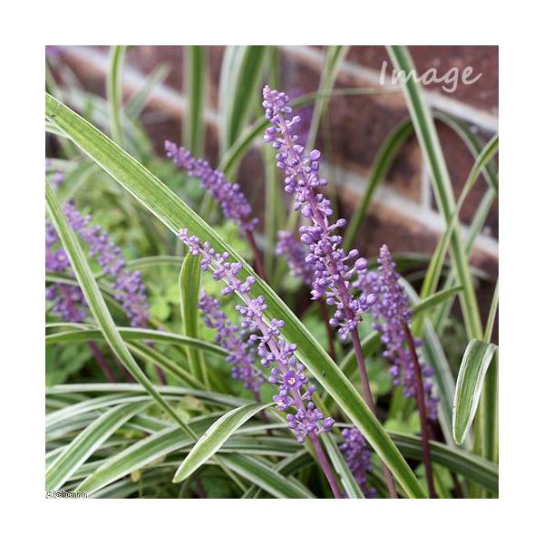 観葉植物　_kame　_hachu　_gardening　ガーデニング　山野草　苗　ヤブラン　藪蘭　リリオペ　Ｌｉｒｉｏｐｅ　ｍｕｓｃａｒｉ　サマームスカリ　グランドカバー　20140816　ＨＴ　植物　植物生体　ガーデニング生体　ビバリウ...