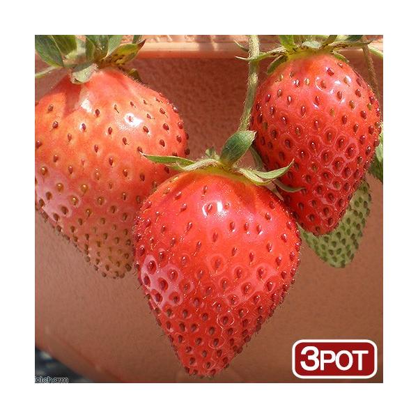 ガーデニング　果物　野菜　苗　イチゴ　苺　イチゴ苗　苺苗　サントリーイチゴ苗　サントリー本気野菜　20140923　ＨＴ　育て方　育成方法　栽培方法　strawberryitem_series　strawberry_series　veget...