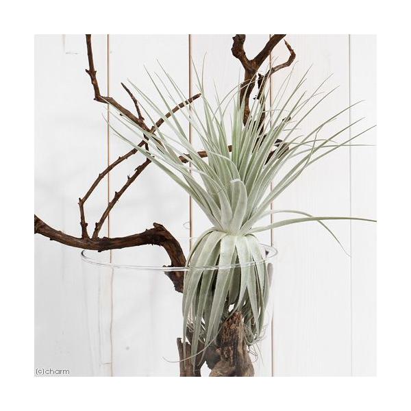 _gardening　_hachu　sfset　_interior　インテリア　インテリア・雑貨　ガーデニング　観葉植物　園芸　ビバリウム　アクアテラリウム　パルダリウム　両爬向き植物　パイナップル科　ハナアナナス属　着生植物　エアブロメリ...